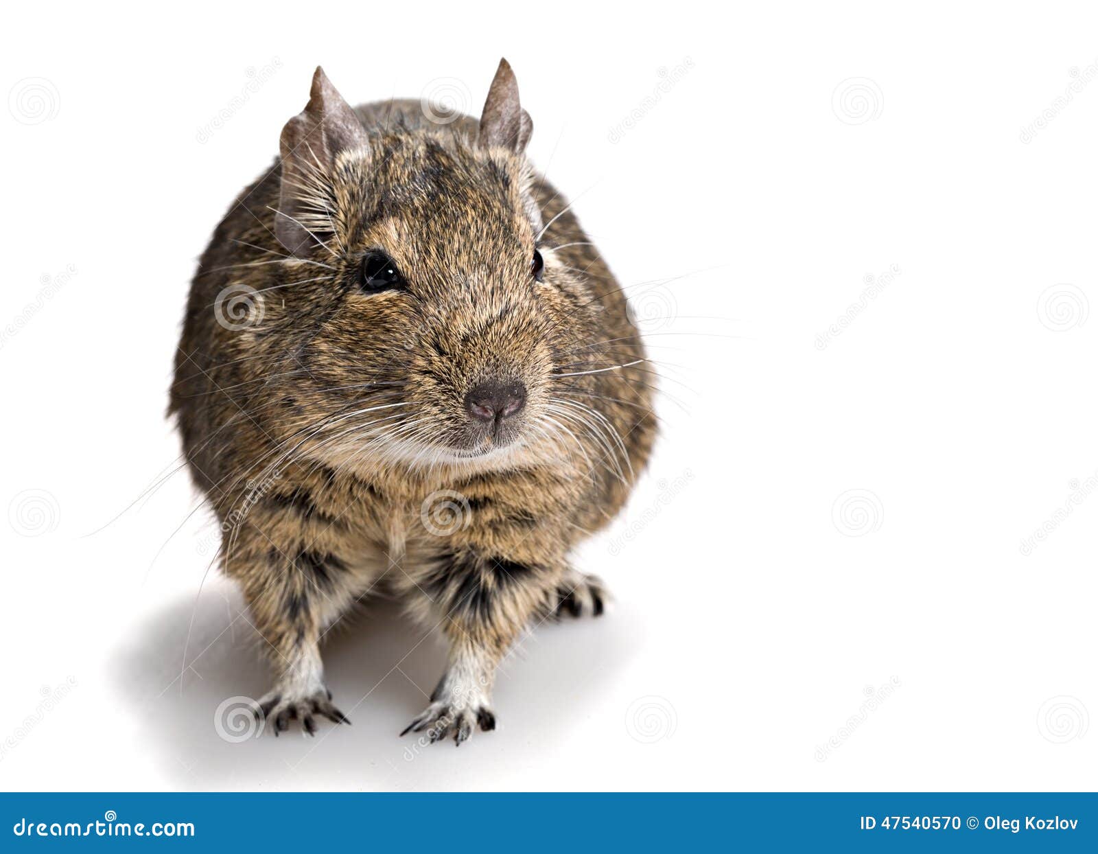 Cute small rodent stock photo. Image of front, gnawing - 47540570