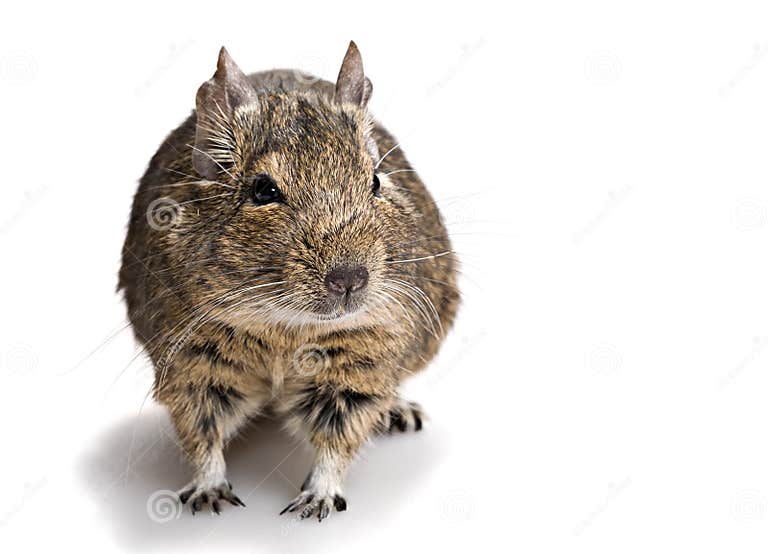 Cute small rodent stock photo. Image of front, gnawing - 47540570