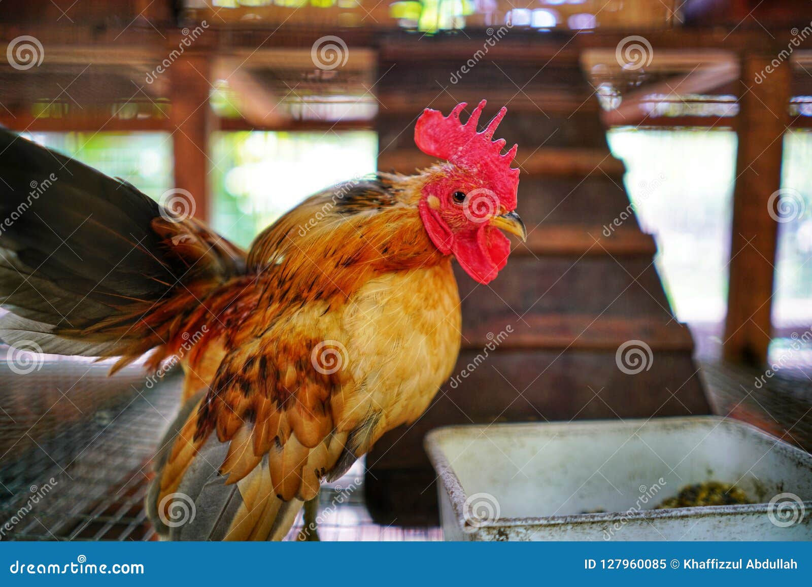 Cute small Rooster stock image. Image of breed, beautiful - 127960085