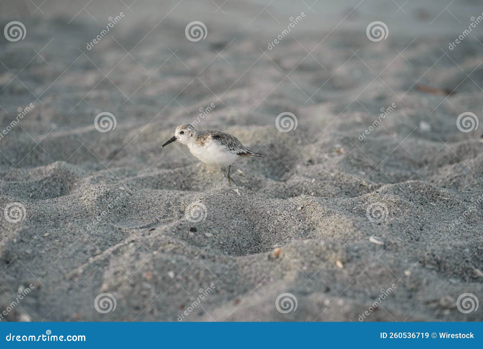 Cute Small Sanderling Bird Perched on the Sand Stock Image - Image of ...