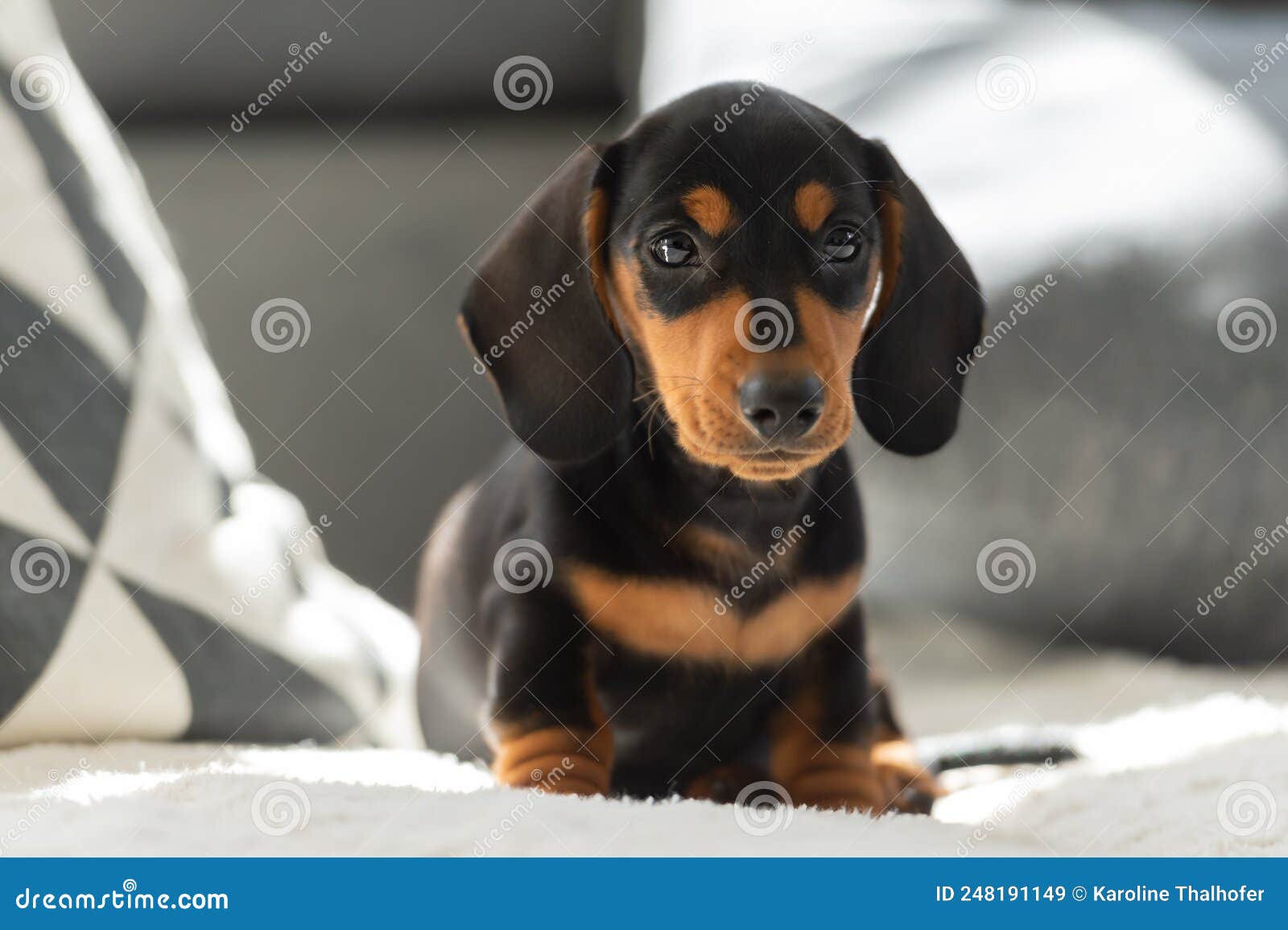 Cute Small Sausage Dog 10 Weeks Old on the Sofa Indoor Stock Image ...
