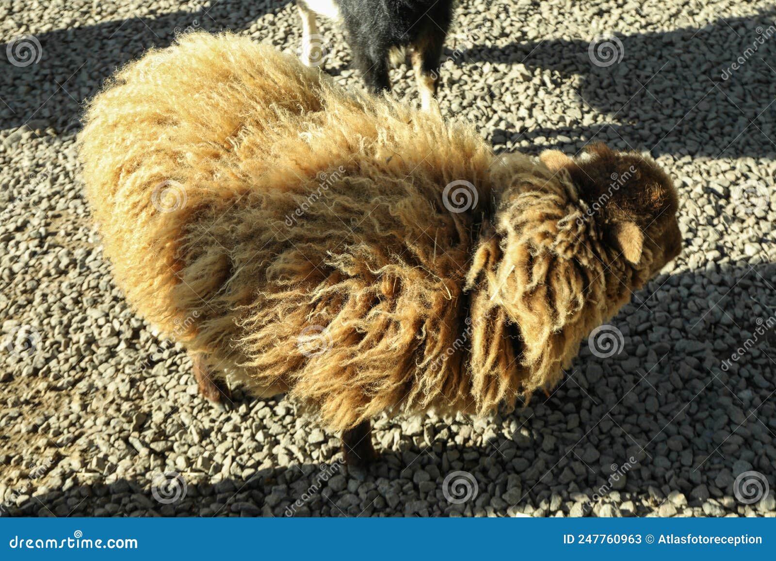 Cute Small Sheep in Sunny Day in Park Stock Image - Image of farming ...