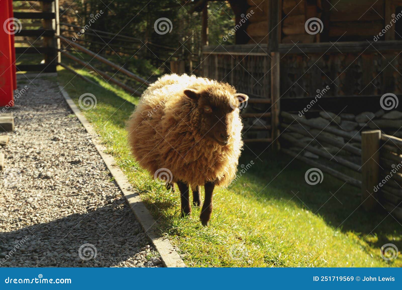Cute Small Sheep in Sunny Day in Park Stock Image - Image of domestic ...