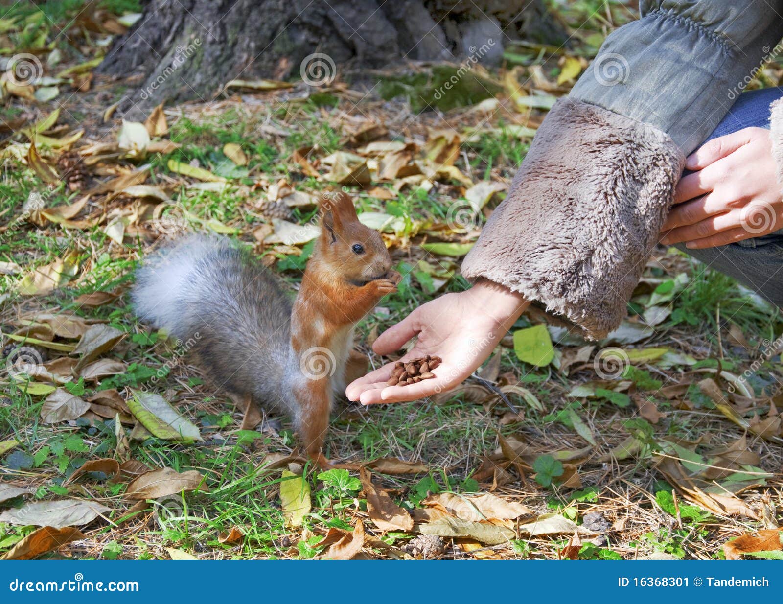 Cute small Squirrel stock image. Image of tail, mammal - 16368301