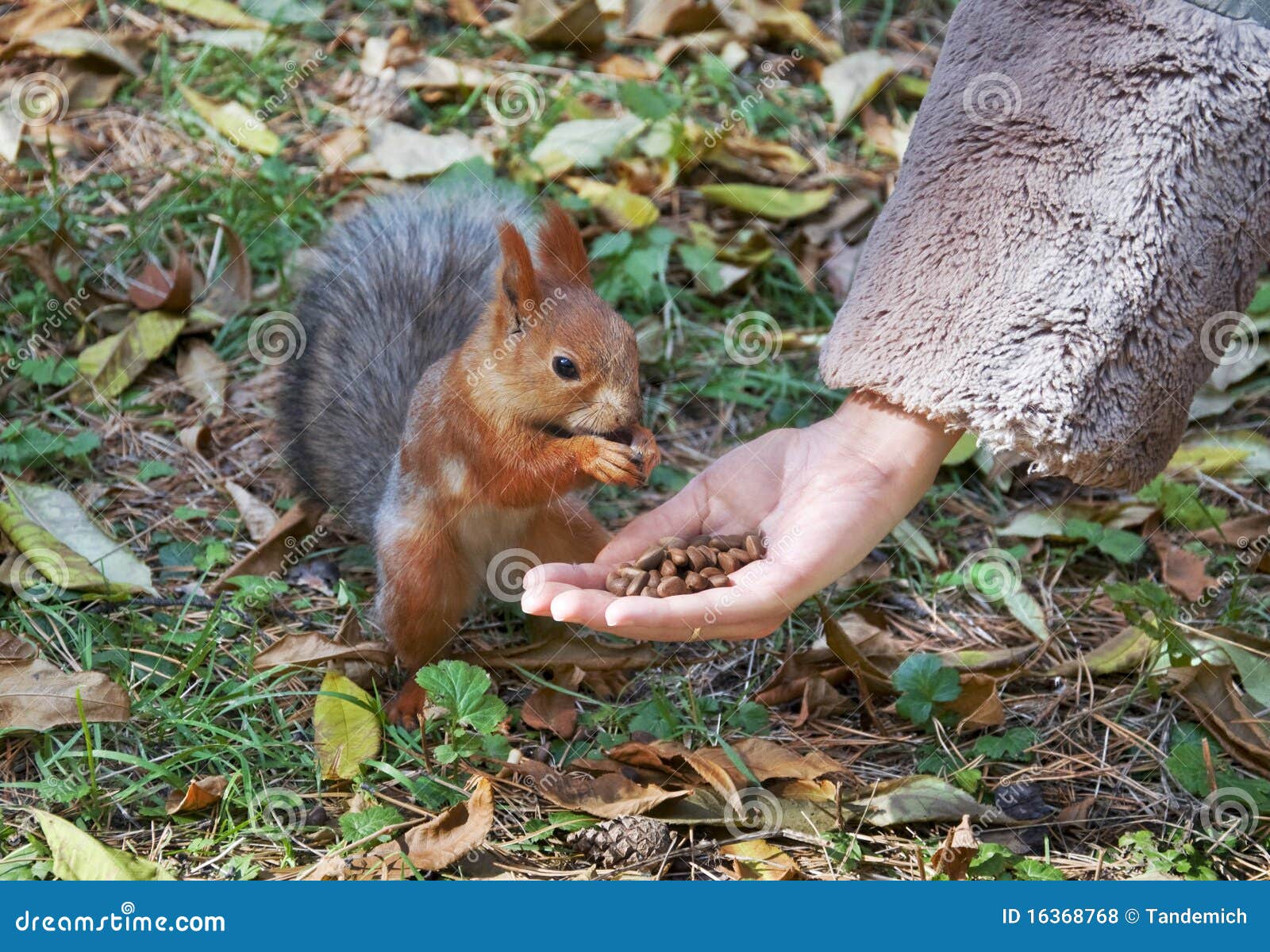 Cute small Squirrel stock photo. Image of sciurus, cute - 16368768