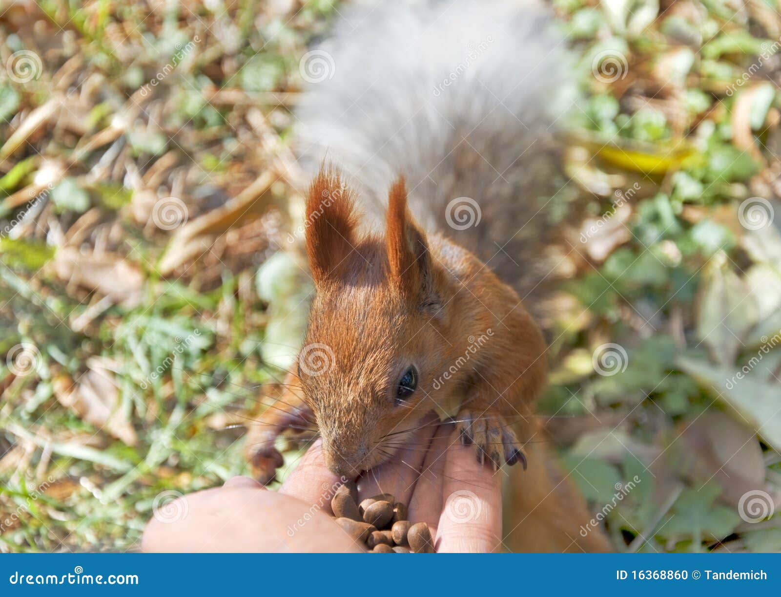 Cute small Squirrel stock photo. Image of animal, life - 16368860