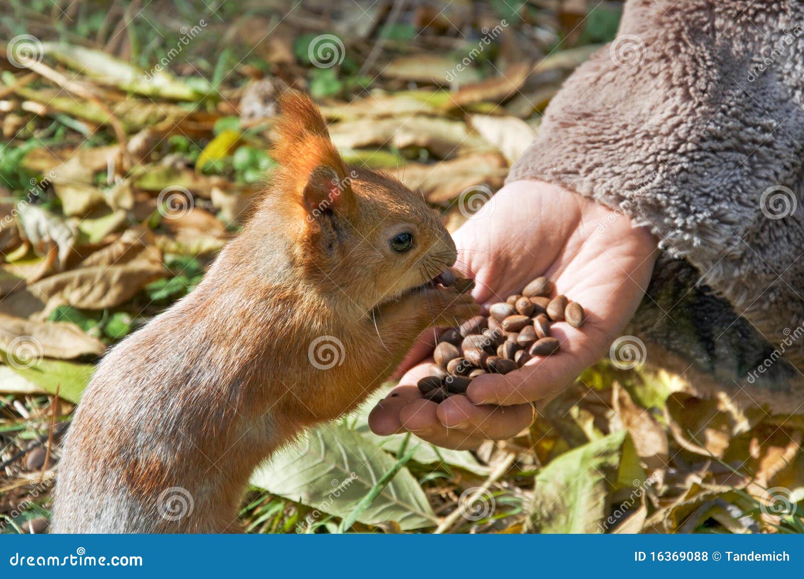 Cute small Squirrel stock photo. Image of nature, mammal - 16369088