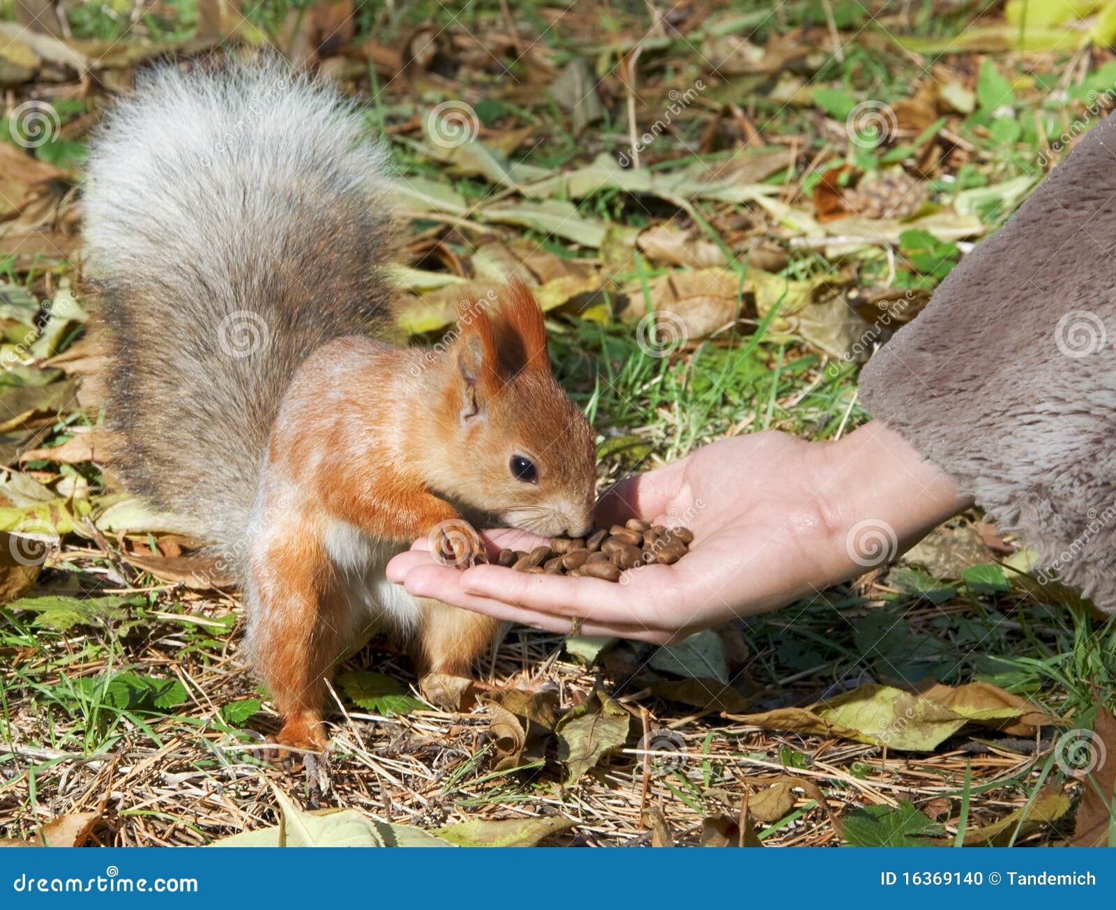 Cute small Squirrel stock photo. Image of macro, vulgaris - 16369140