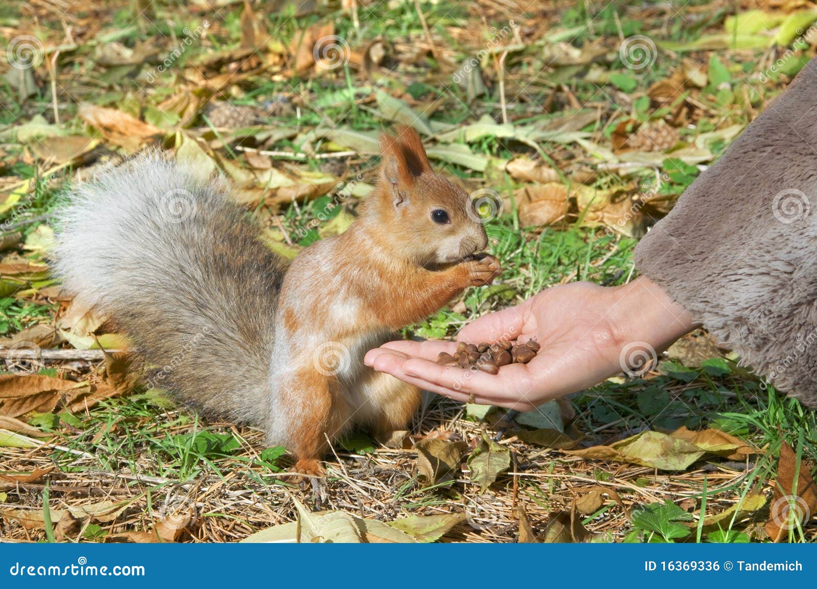Cute small Squirrel stock photo. Image of vulgaris, animal - 16369336