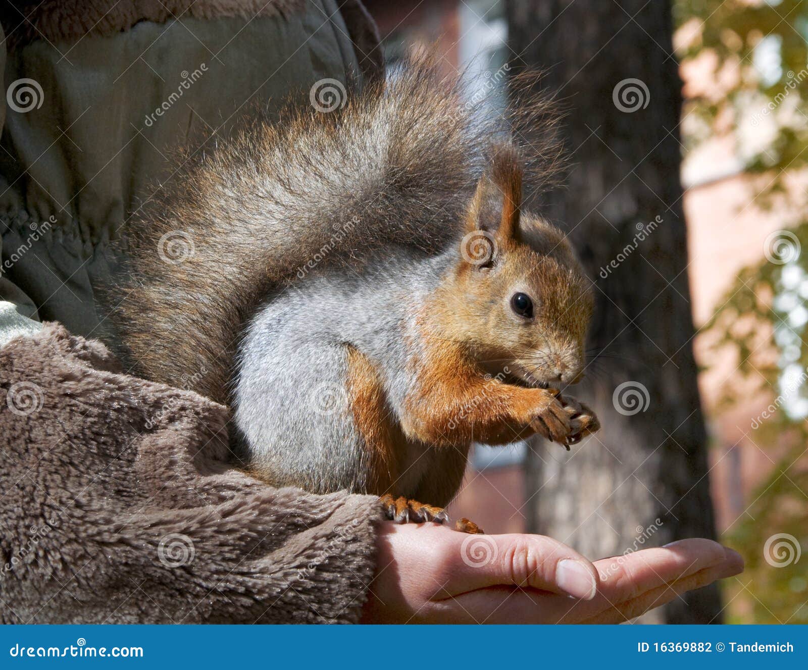 Cute small Squirrel stock photo. Image of life, autumn - 16369882