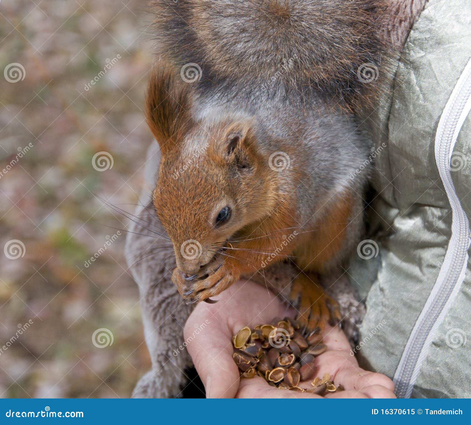 Cute small Squirrel stock image. Image of tail, look - 16370615