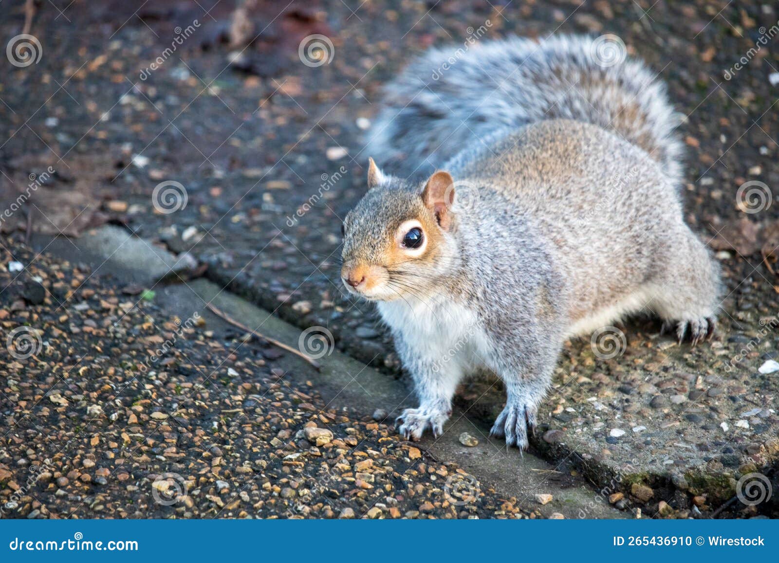 Cute Small Squirrel Standing on the Ground Stock Photo - Image of ...