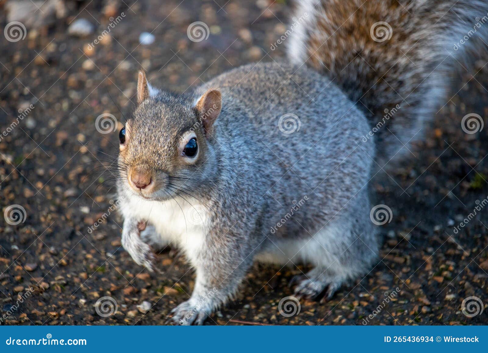 Cute Small Squirrel Standing on the Ground Stock Photo - Image of ...
