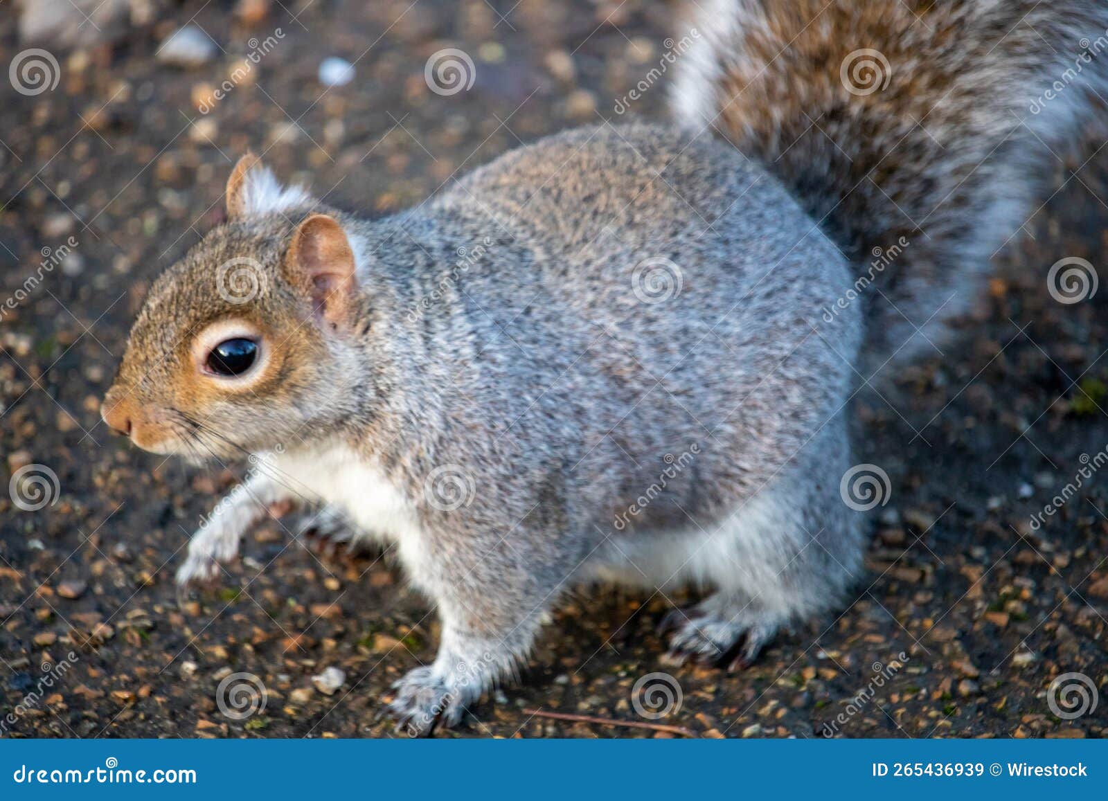 Cute Small Squirrel Standing on the Ground Stock Image - Image of ...