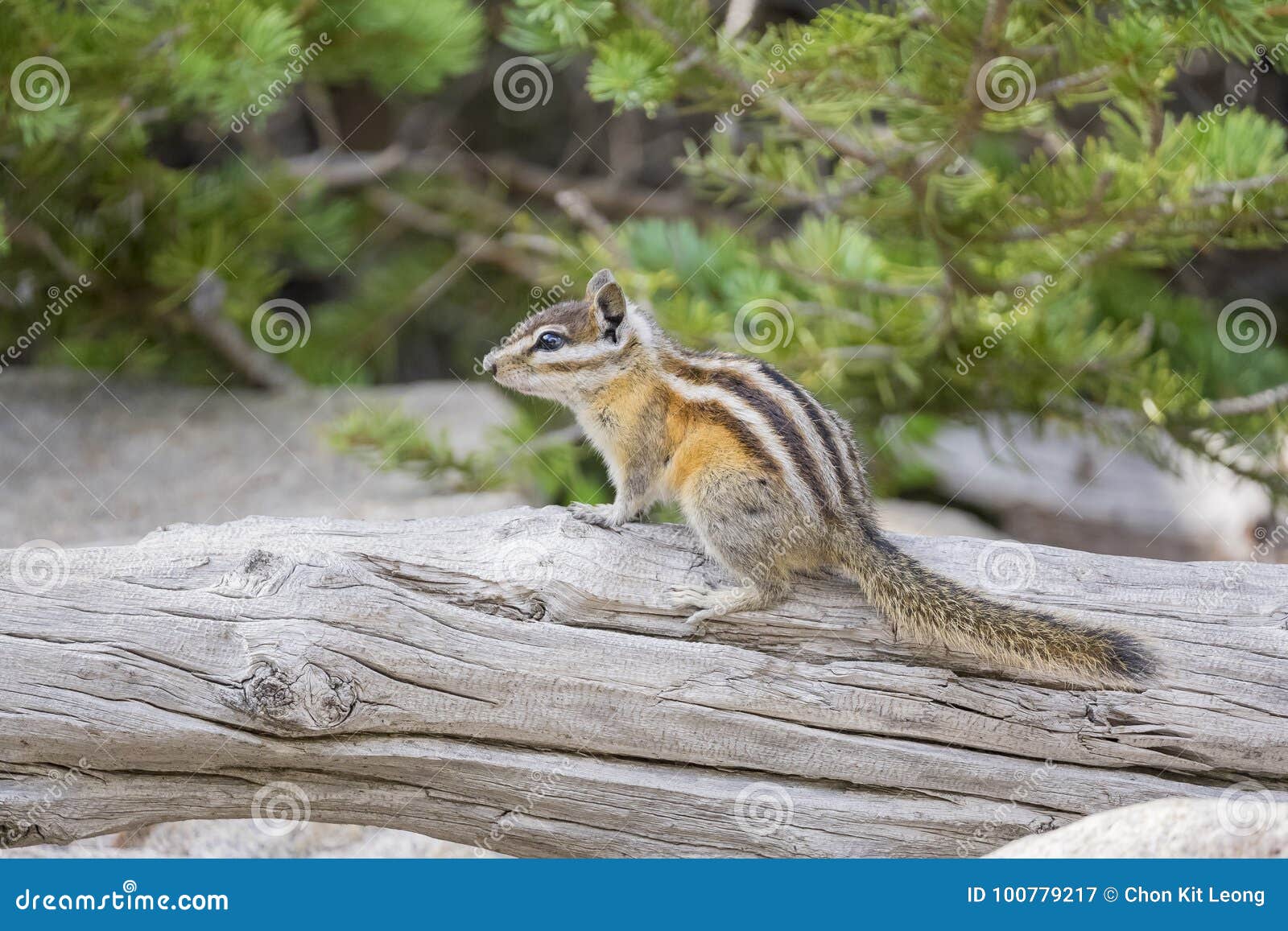 Cute Squirrel Walking Around Stock Image - Image of outdoors, wild ...