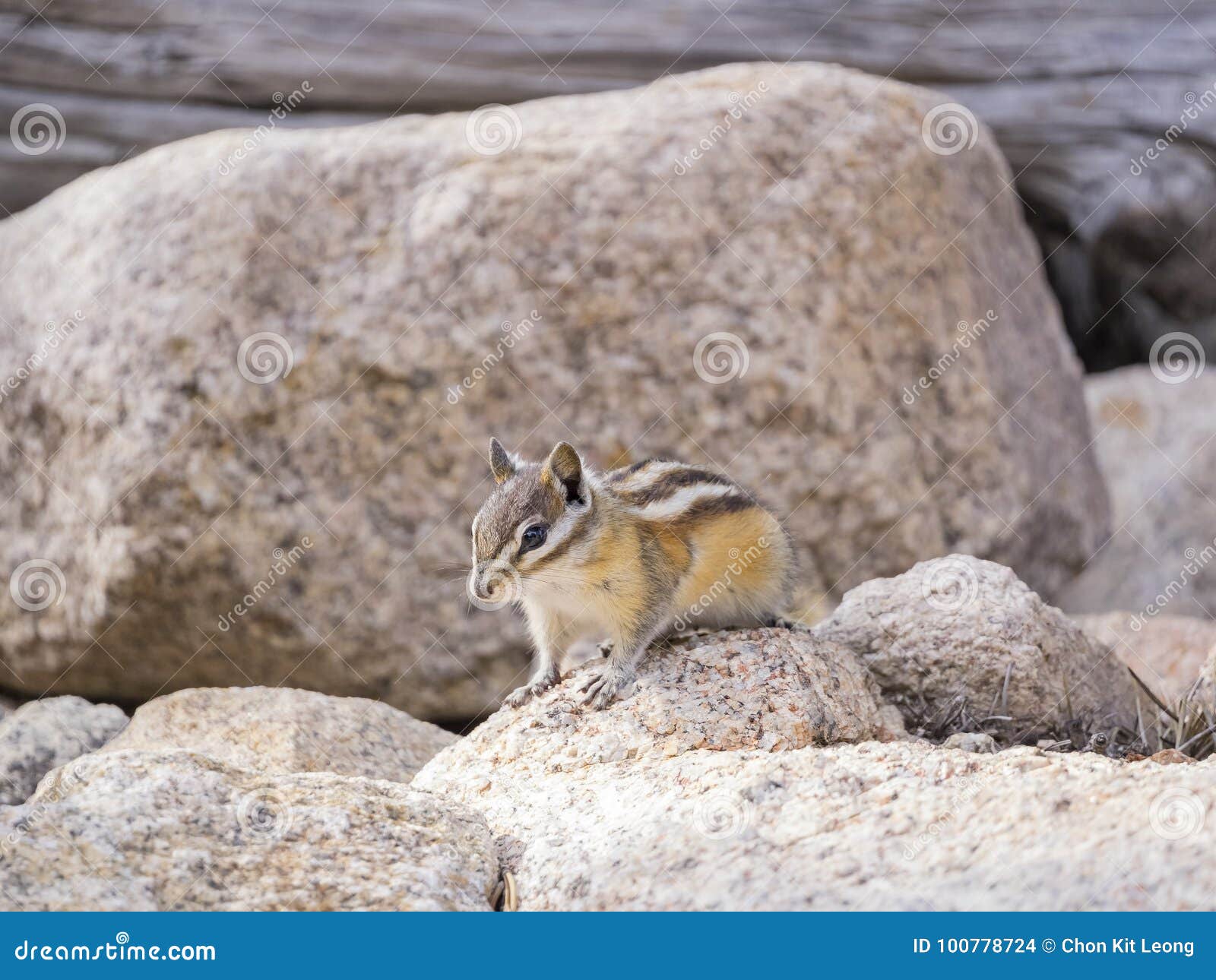 Cute Squirrel Walking Around Stock Photo - Image of color, tree: 100778724