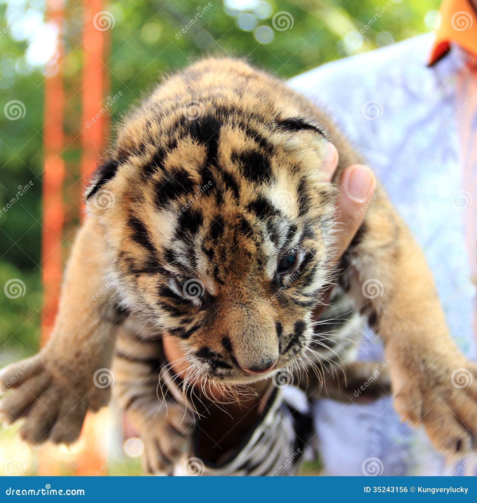 Cute Small Tiger stock photo. Image of rescue, cats, hunger - 35243156