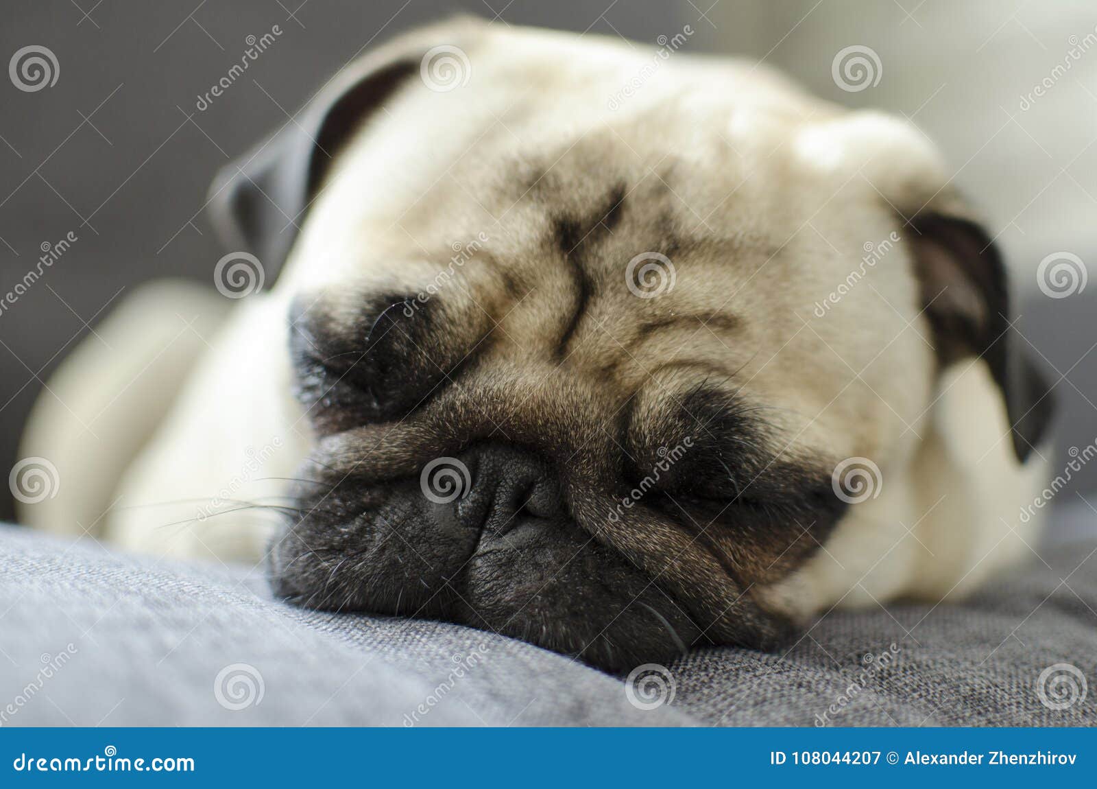 Cute Small Tired Dog Breed Pug Sleeping on Sofa Stock Image - Image of ...