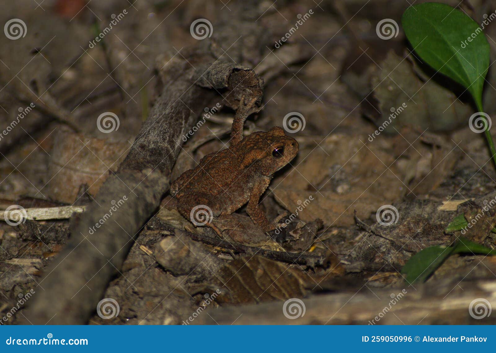 A Cute Small Toad Sits on the Surface of the Earth with Fallen Leaves ...