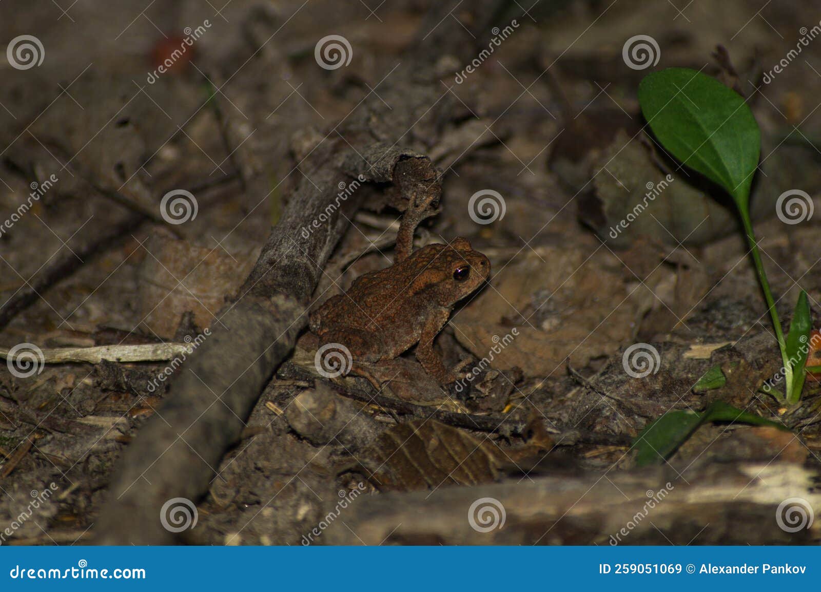 A Cute Small Toad Sits on the Surface of the Earth with Fallen Leaves ...