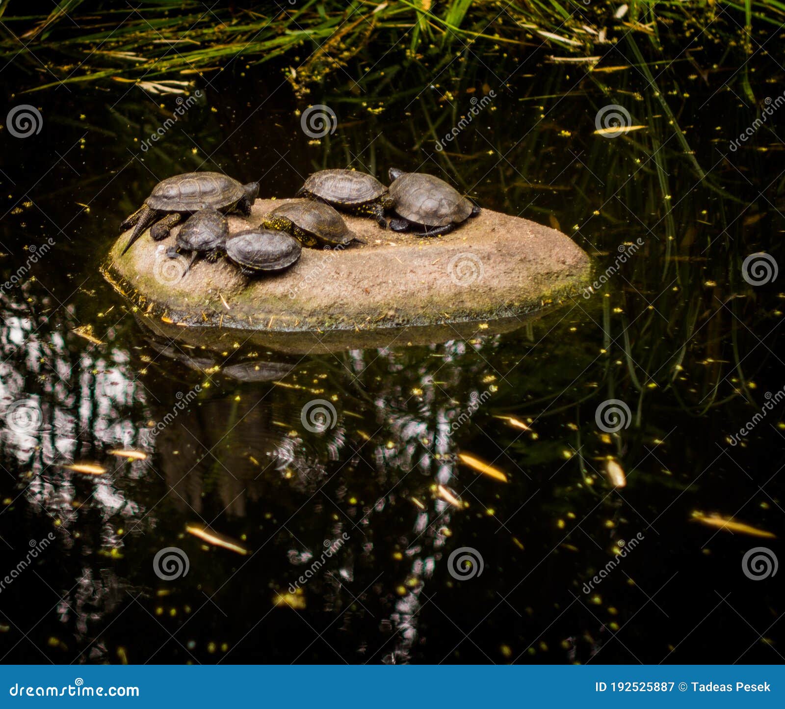 Cute Small Turtles Rest at Stone in ZOO. Stock Image - Image of farm ...