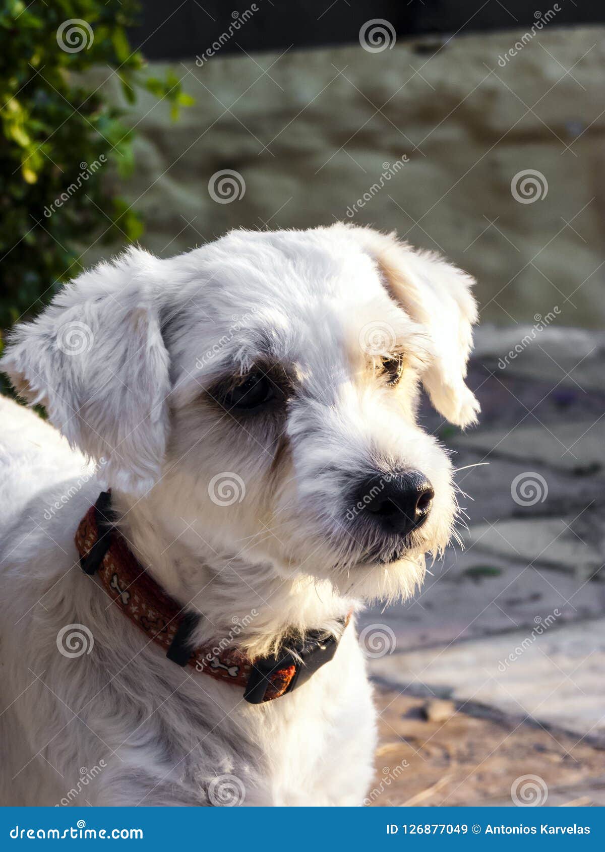 Cute small white dog stock image. Image of beautiful - 126877049