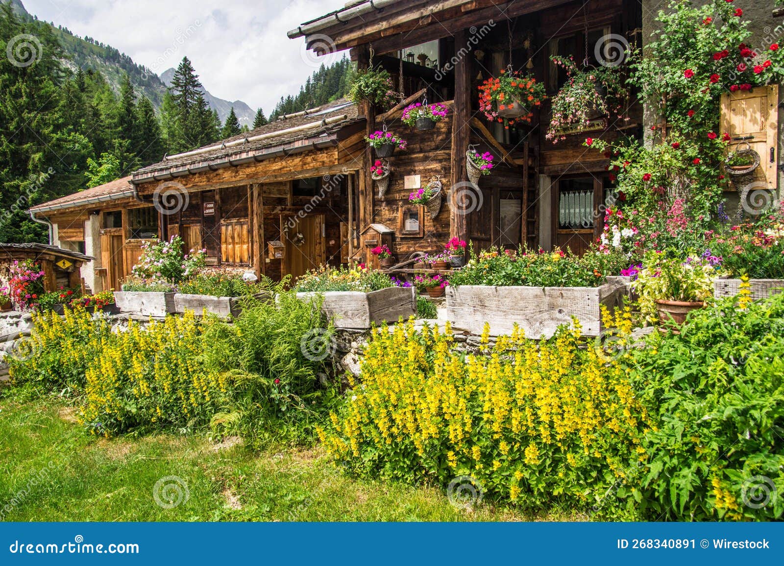 Cute Small Wooden House Surrounded by Green Grass and Mountains Stock ... Cute Small Wooden House Surrounded by Green Grass and Mountains Stock ...
