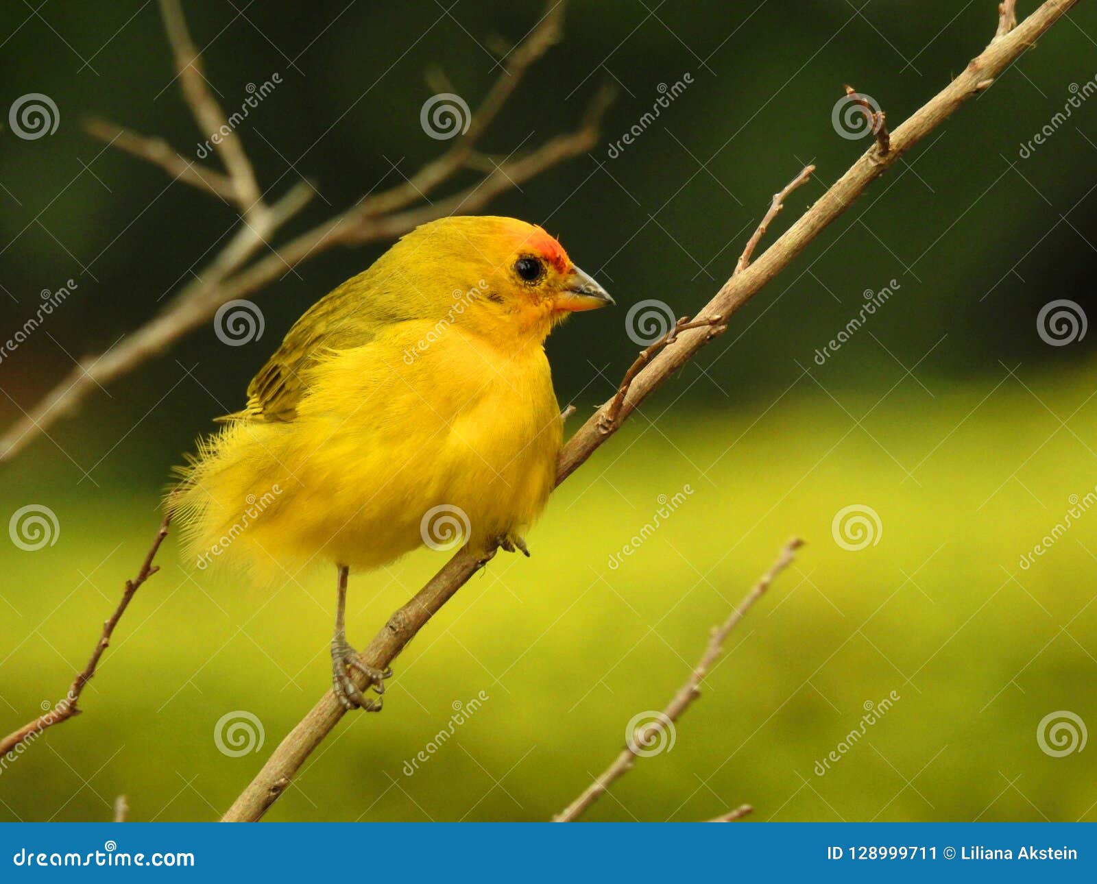 Cute Small Yellow Canary Perched on a Tree Branch Stock Image - Image ...