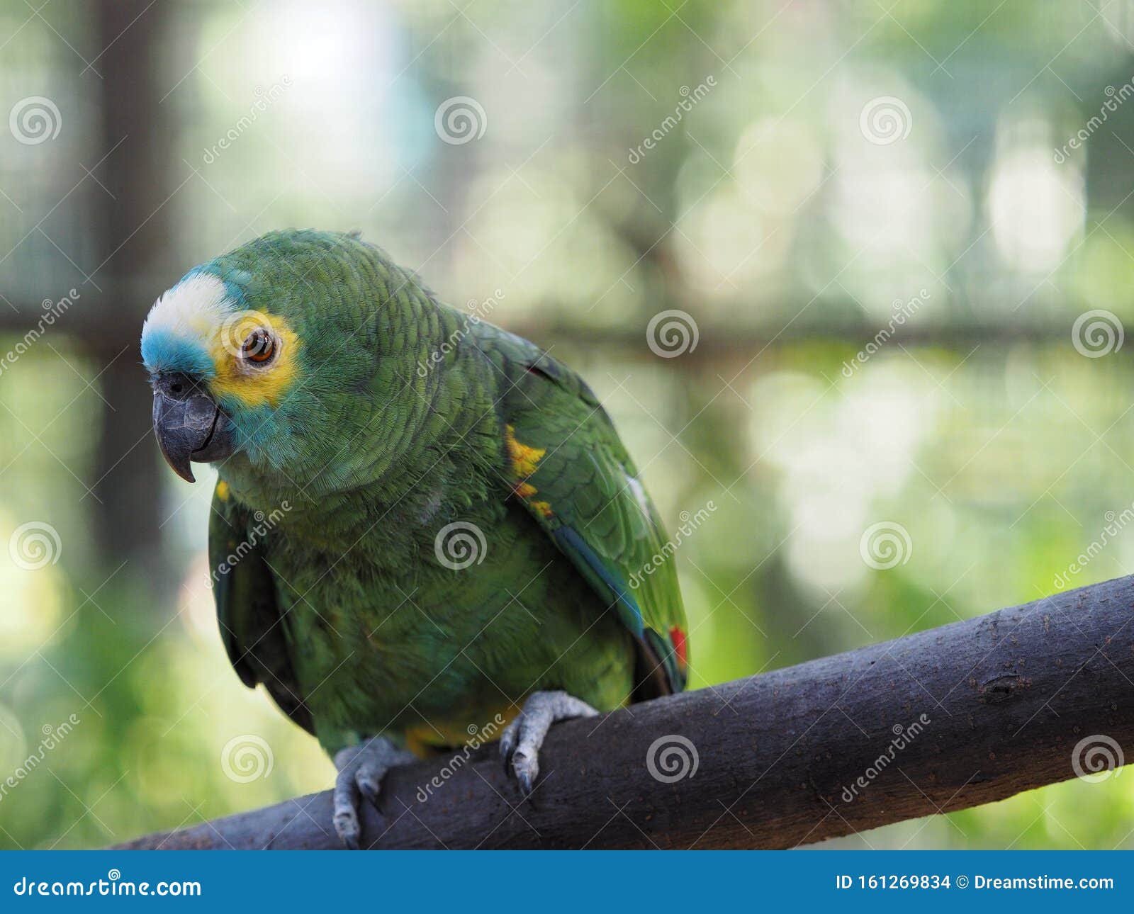 Cute and Smile Parrot stock photo. Image of cute, yellow - 161269834