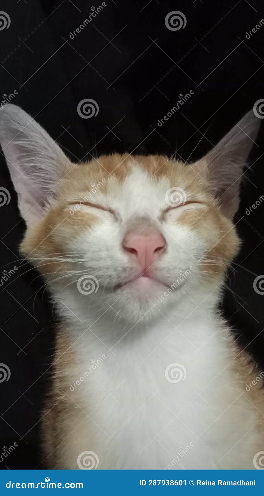 CUTE SMILEY CAT FACE stock image. Image of face, cute - 287938601