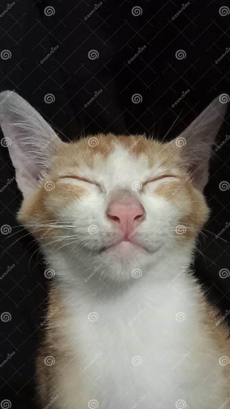 CUTE SMILEY CAT FACE stock image. Image of face, cute - 287938601
