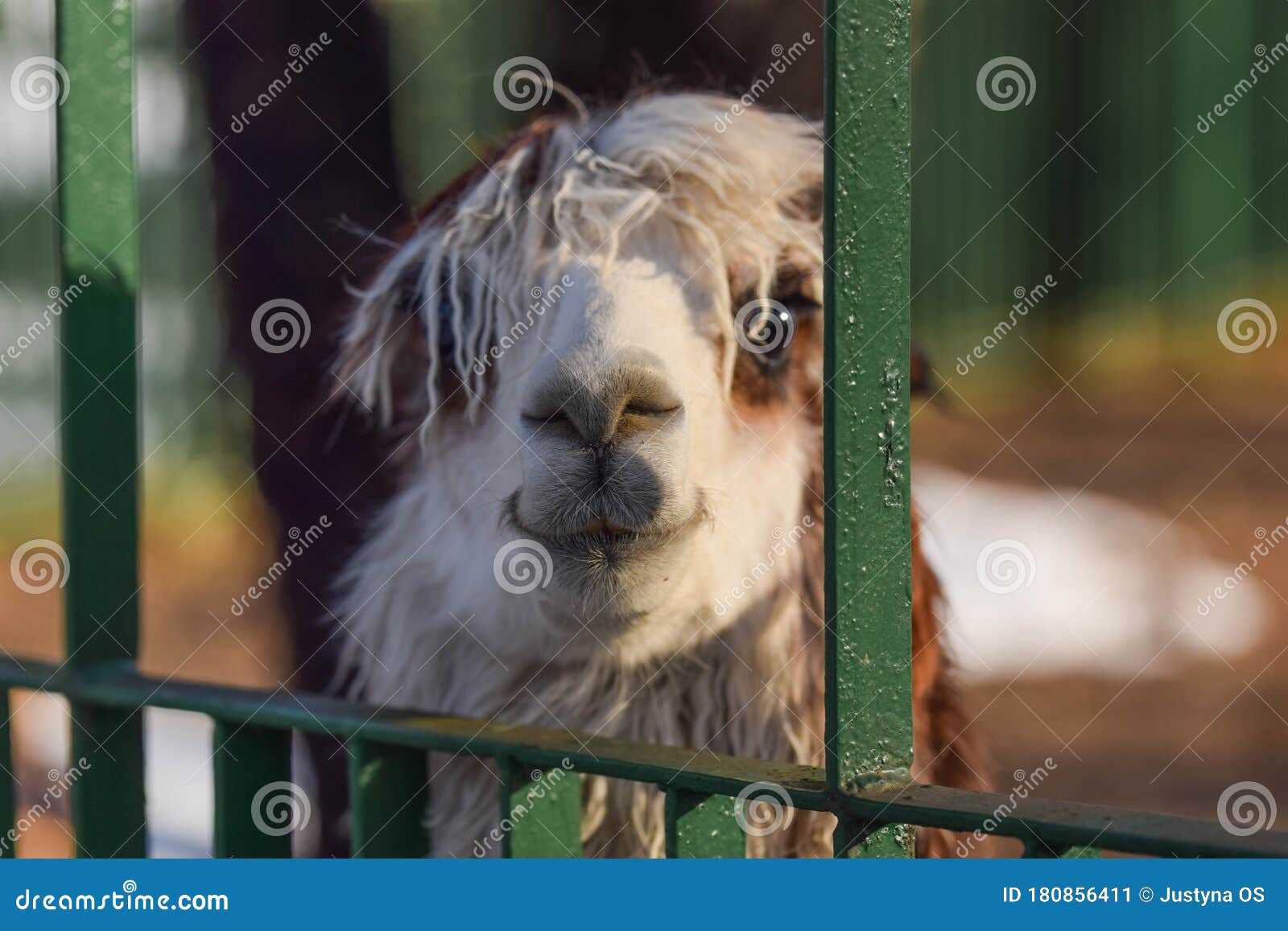 Cute Smiling Alpaca Potrait. Stock Image - Image of white, beautiful ...