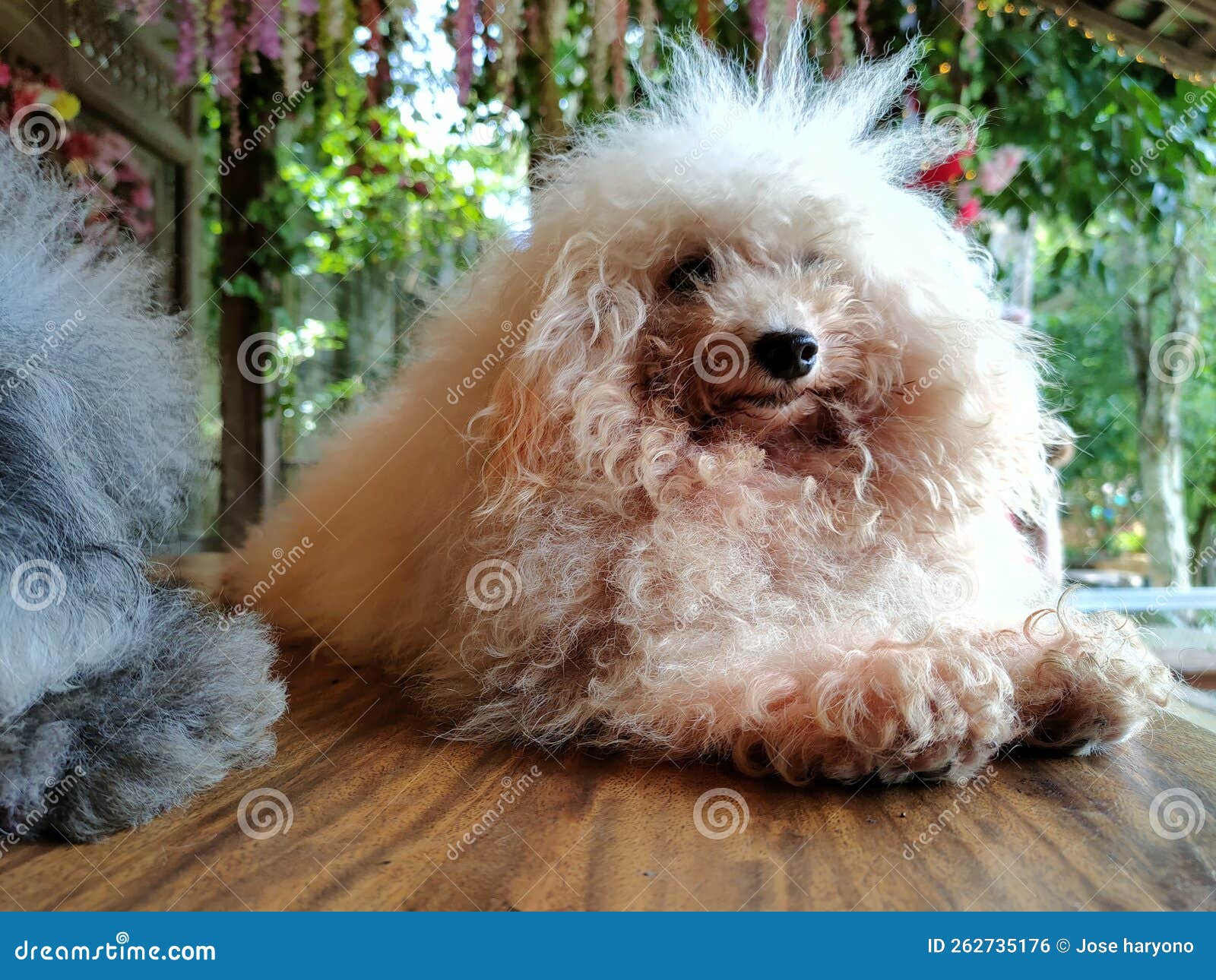 Cute and smiling dog stock photo. Image of maltese, smiling - 262735176