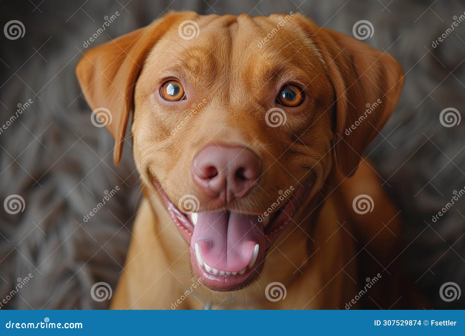 Cute smiling dog stock illustration. Illustration of front - 307529874