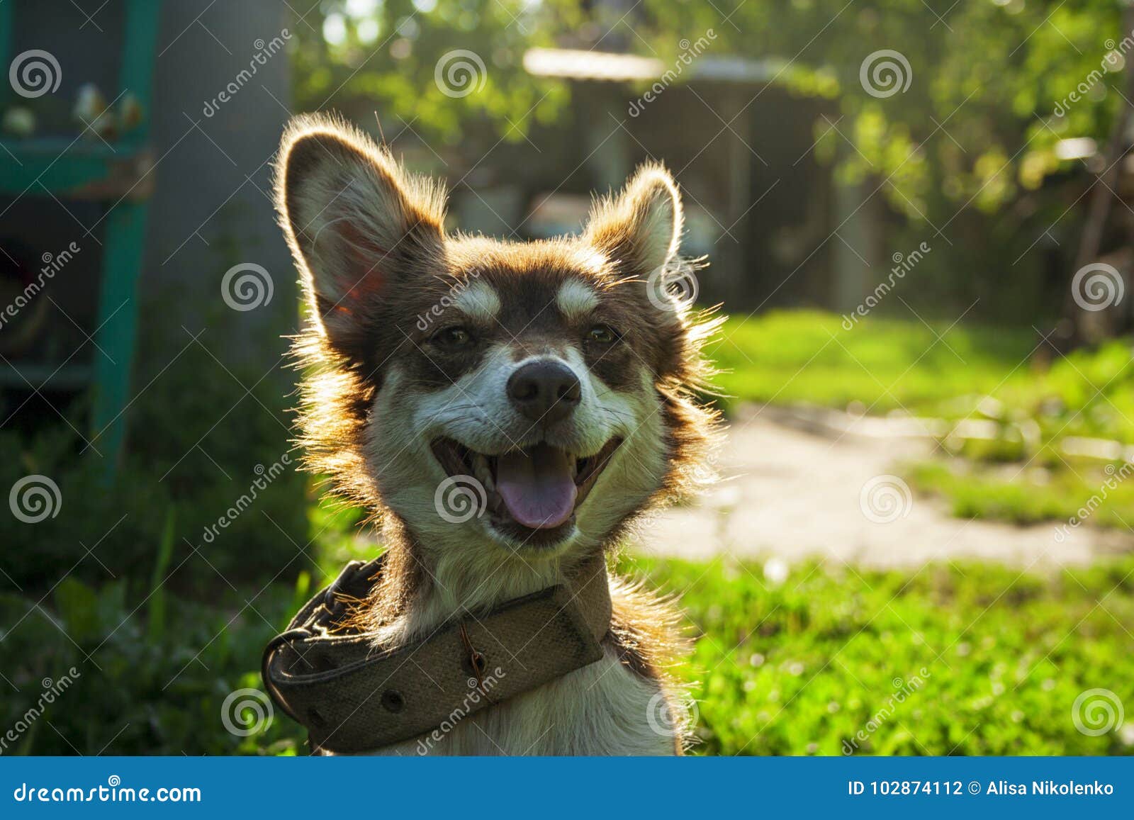 Cute Smiling Dog on the Street Stock Photo - Image of friendly ...