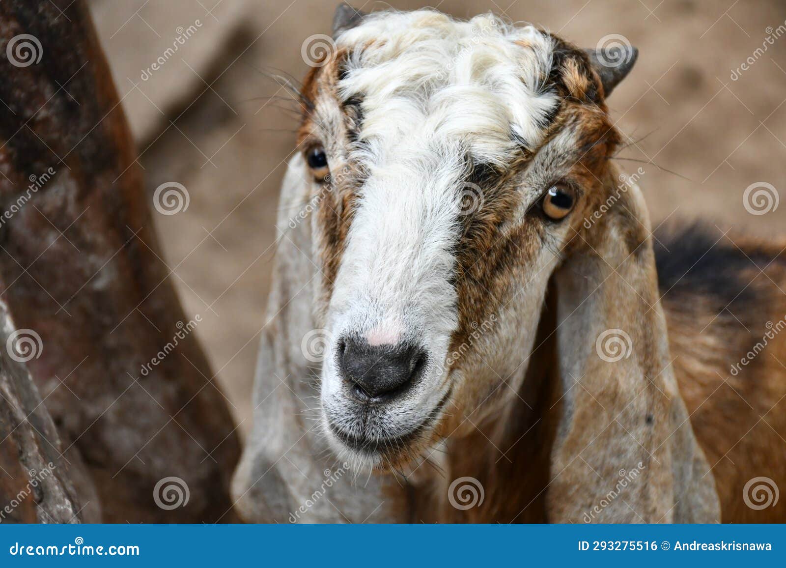 Cute Smiling Goat Looking at Camera Stock Photo - Image of smiling ...