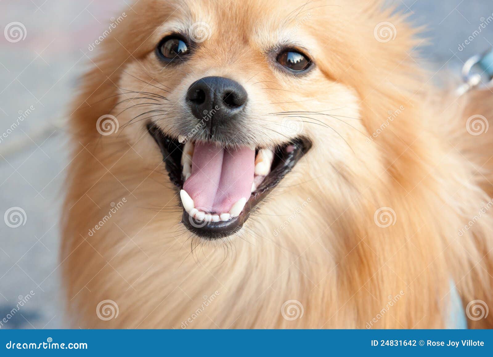 Cute smiling and happy dog stock photo. Image of brown - 24831642