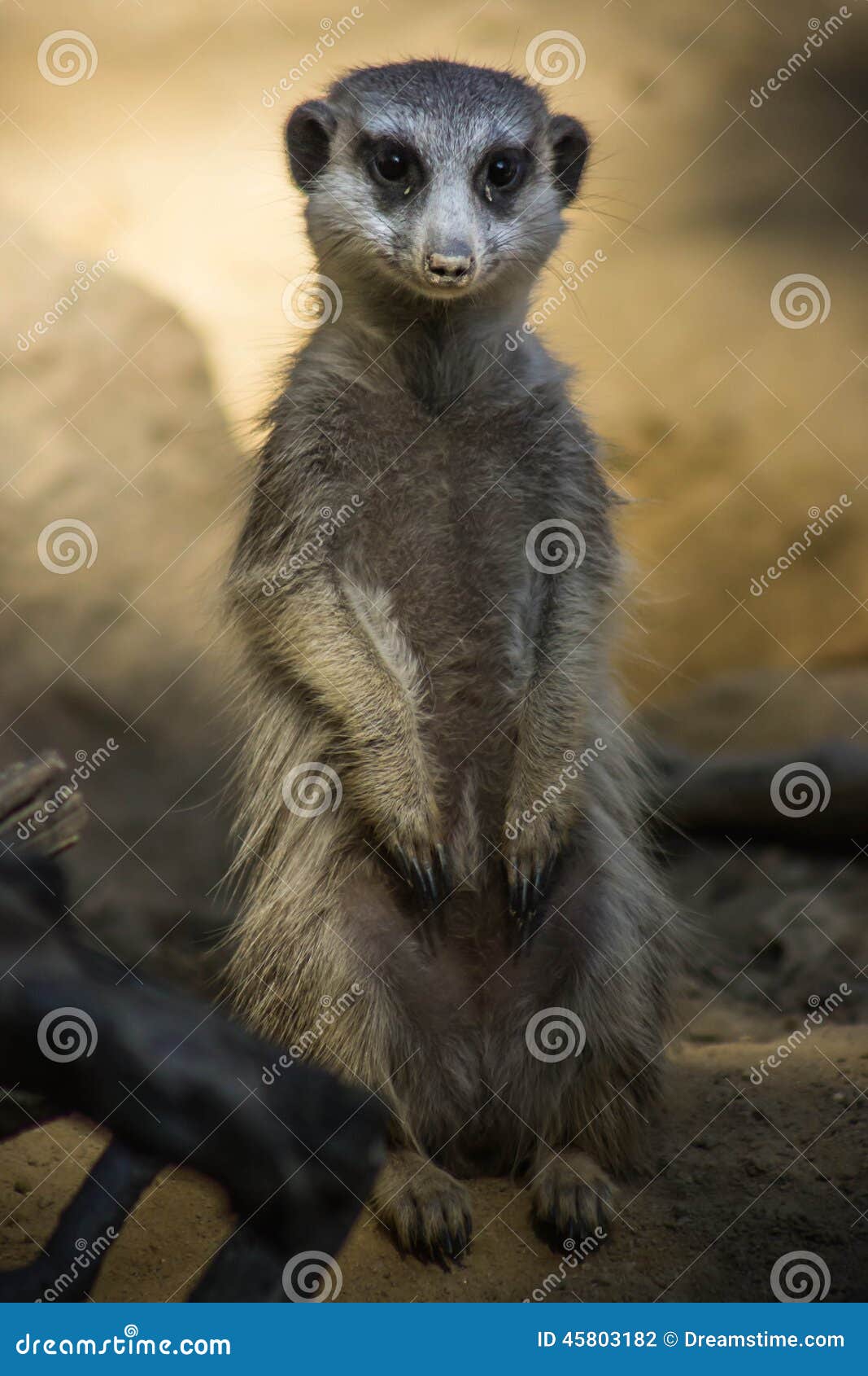 Cute smiling meerkat stock photo. Image of cute, nature - 45803182