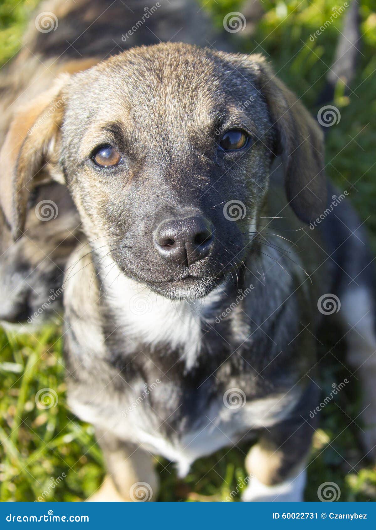 Cute smiling puppy stock image. Image of adorable, head - 60022731