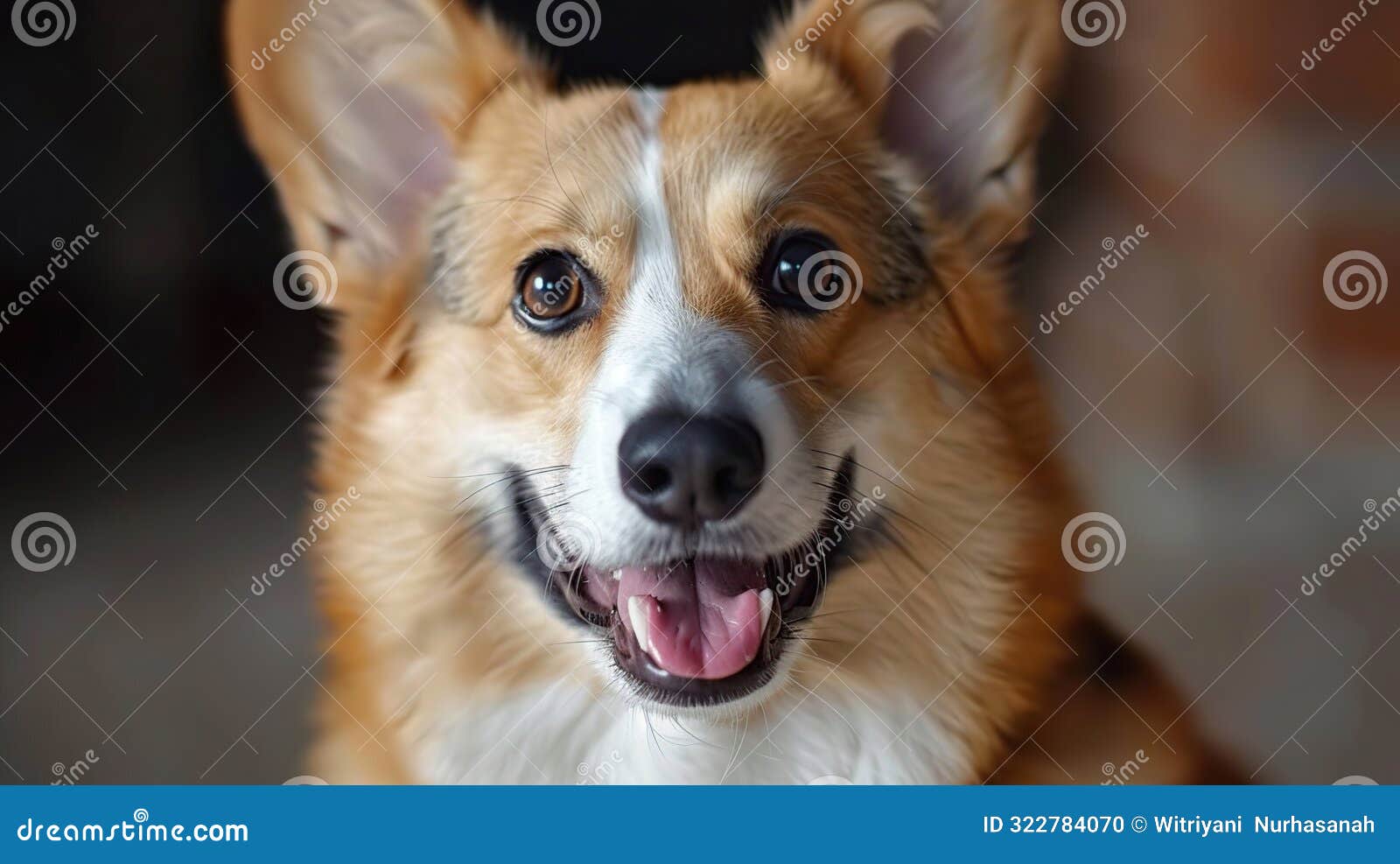 Smiling Welsh Corgi Pembroke Puppy Character On Skateboard, Holding ...