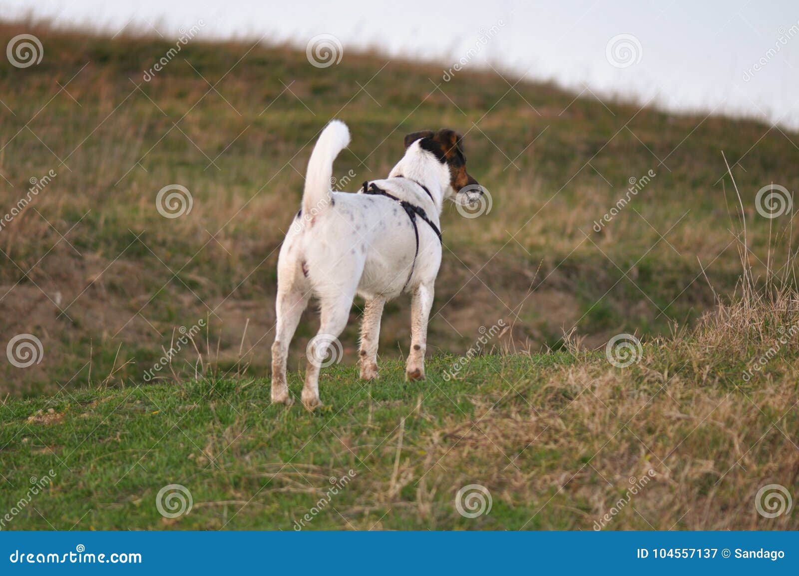 Dog smelling trace stock image. Image of camera, look - 104557137