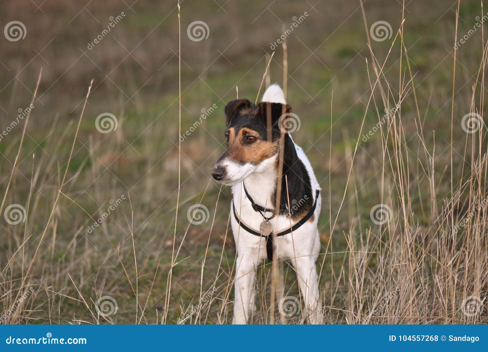 Dog smelling trace stock photo. Image of intense, funny - 104557268