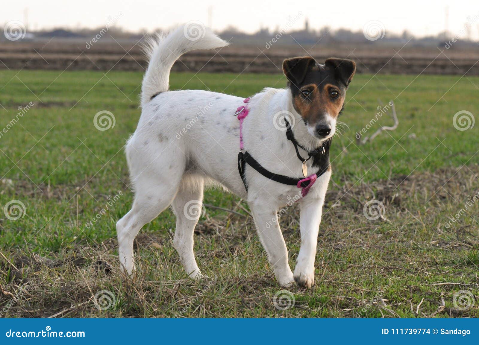 Dog smelling trace stock photo. Image of cute, funny - 111739774