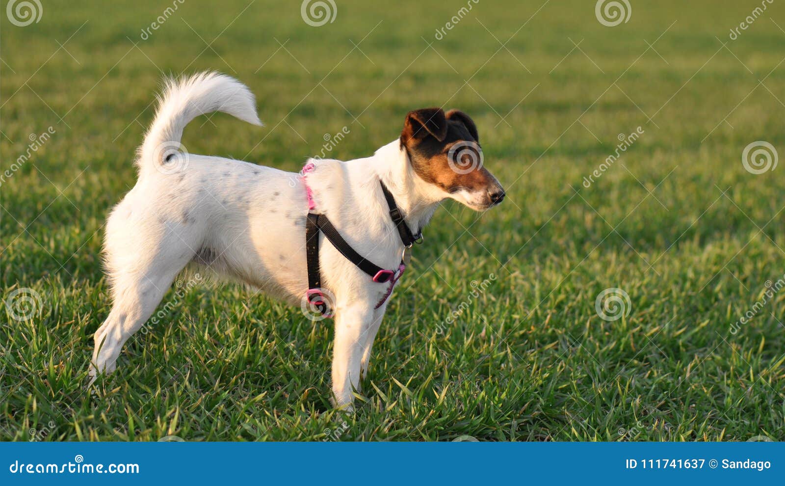 Dog smelling trace stock image. Image of nose, cute - 111741637