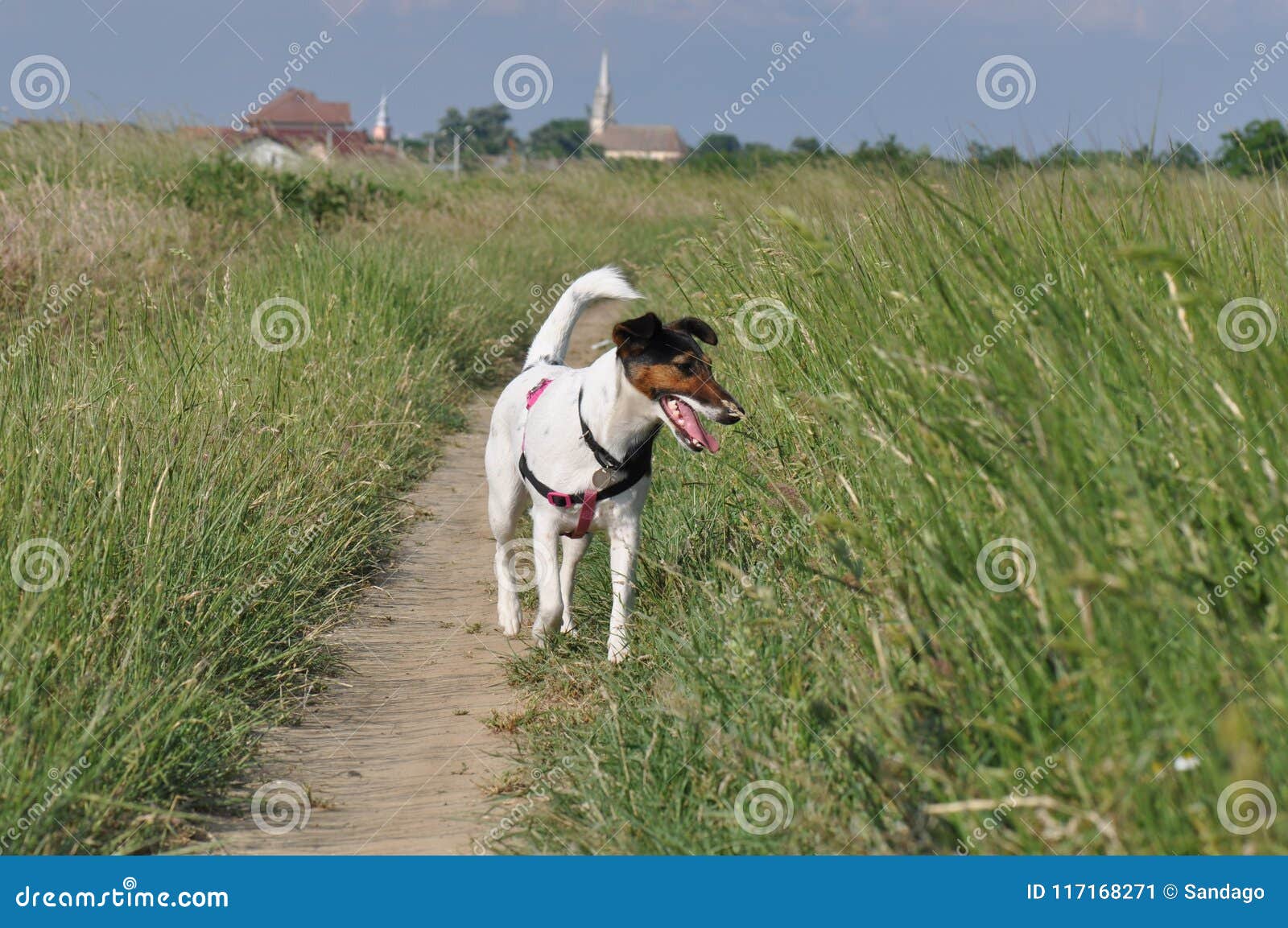 Dog smelling trace stock image. Image of jaws, cute - 117168271