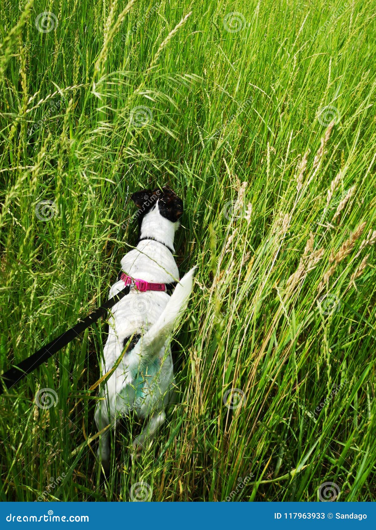Dog walk in tall grass stock image. Image of feet, green - 117963933