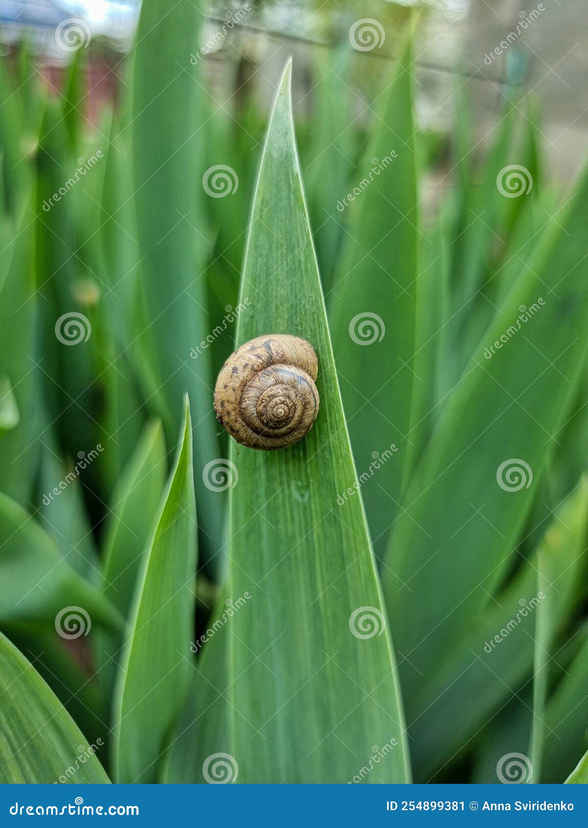 Cute Snail Warmed by the Spring Sun Stock Image - Image of slime, crawl ...