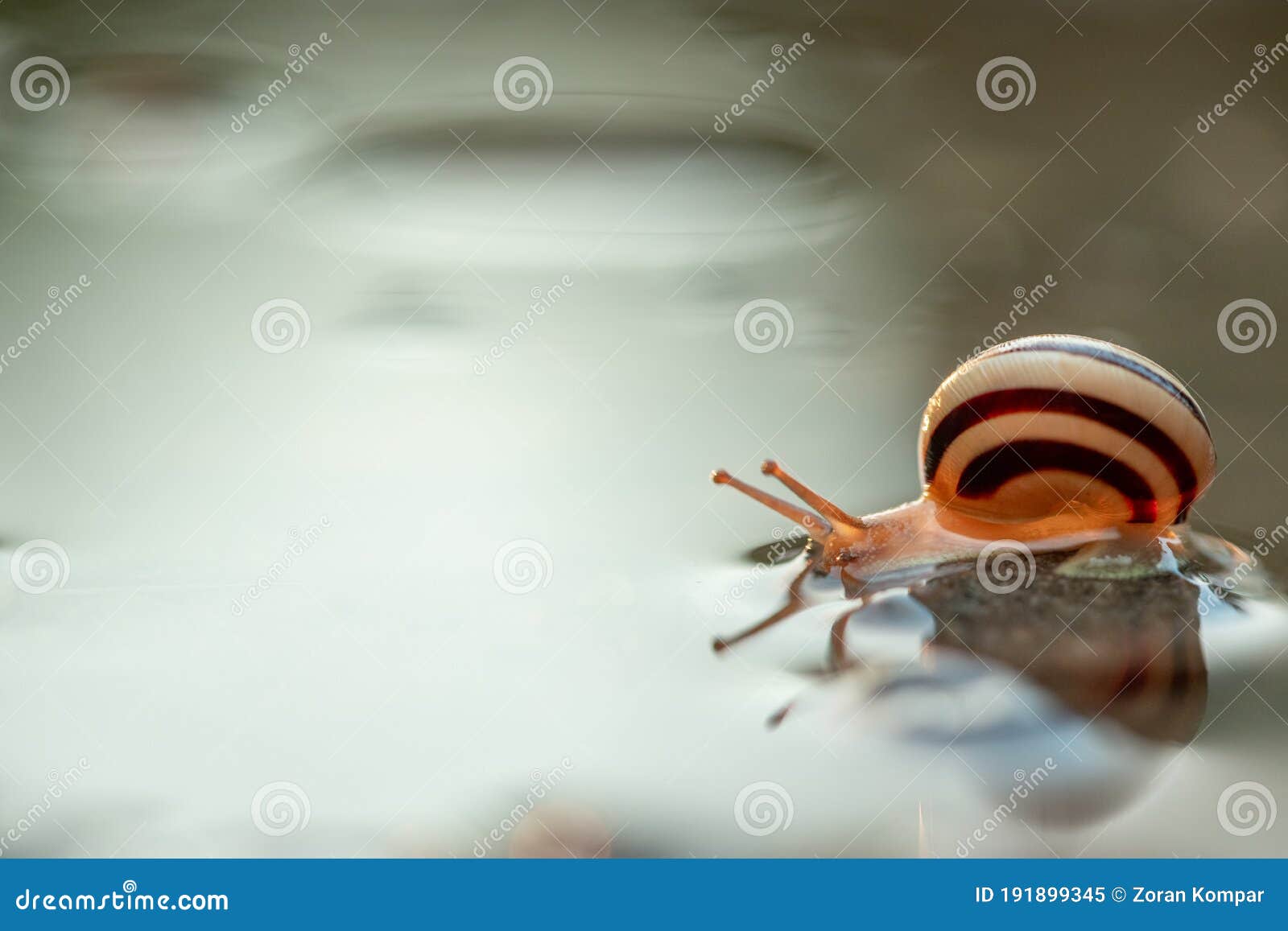 Cute Snails Reflection in the Water. Shell Macro, Close-up Image Stock ...