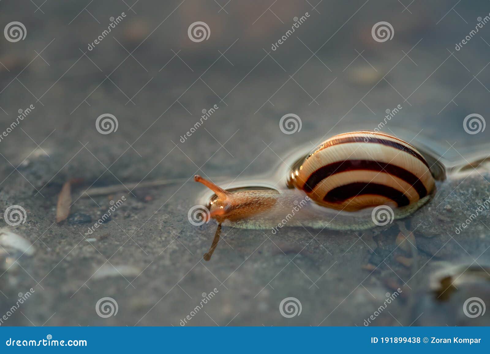 Cute Snails Reflection in the Water. Shell Macro, Close-up Image Stock ...