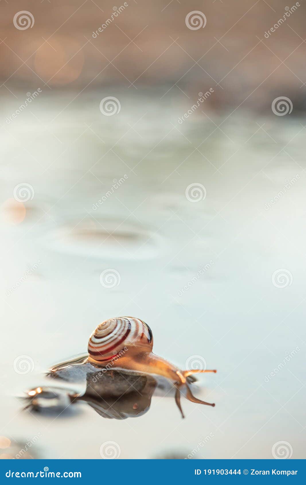 Cute Snails Reflection in the Water. Shell Macro, Close-up Image Stock ...